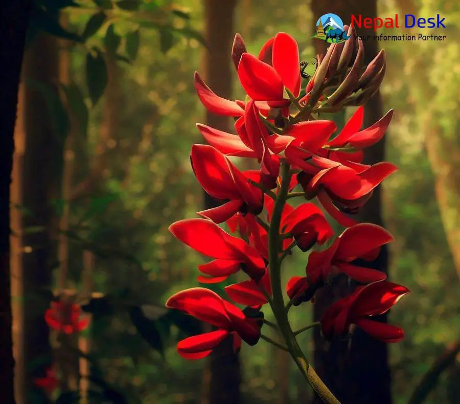 Mandar Flower in Nepal - The Hidden Treasure of the Wild | Nepal Desk